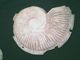 Class: Cephalopoda